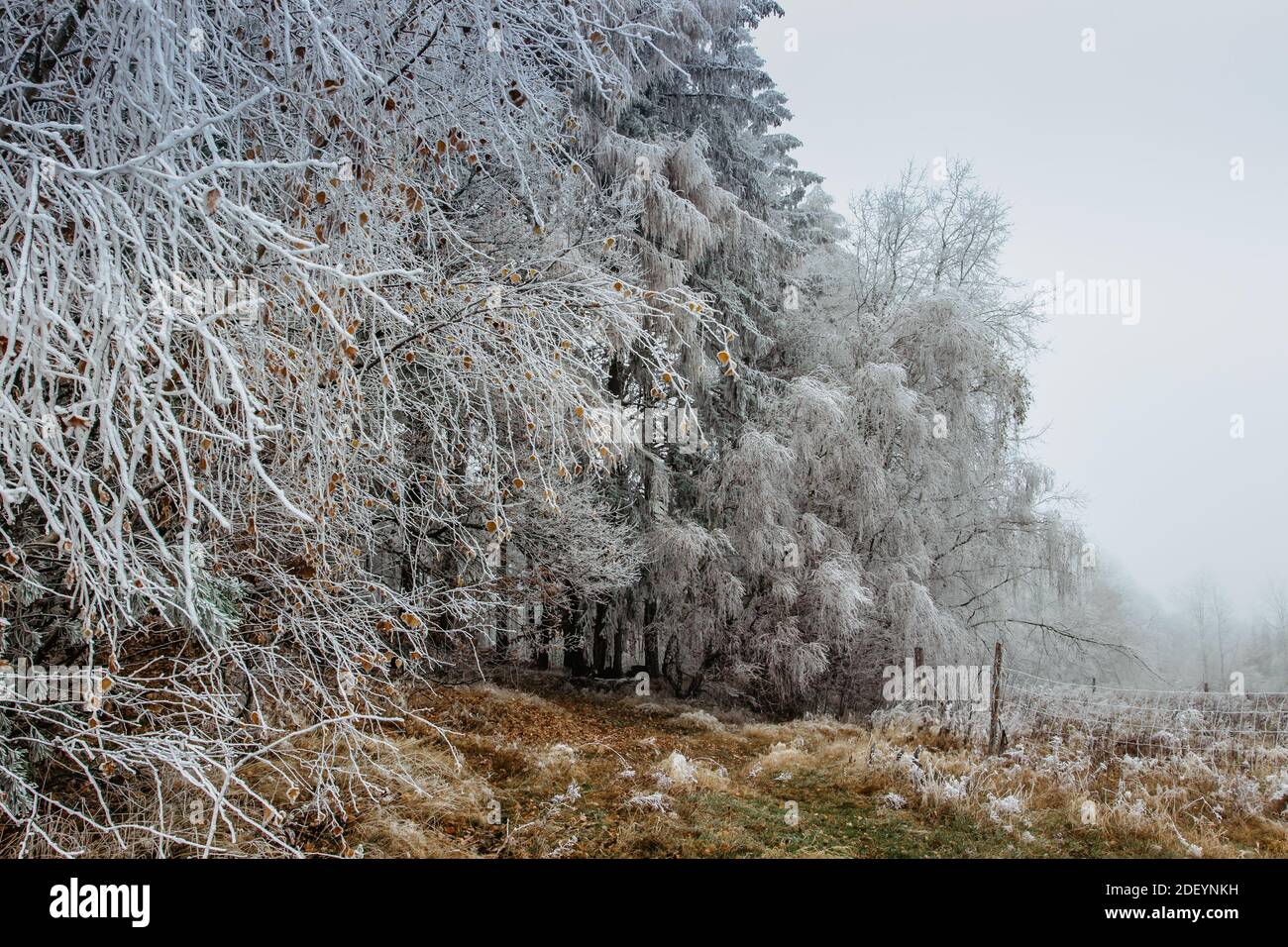 First fresh snow in December. Beautiful snowy trees. Cold winter day in ...
