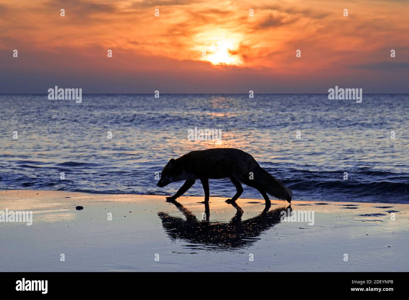 Fox silhouette hi-res stock photography and images - Alamy