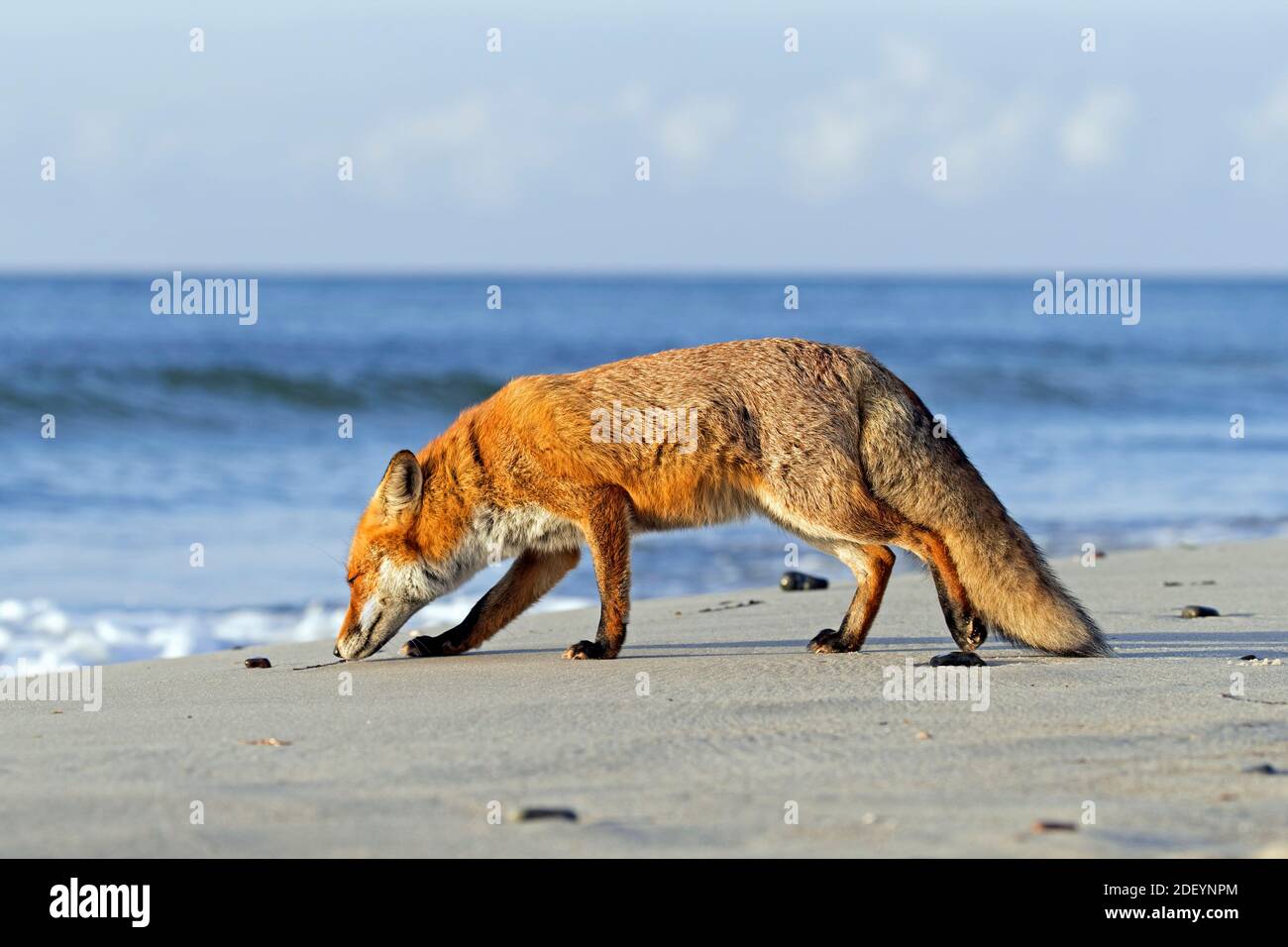 Fox on beach hi-res stock photography and images - Alamy