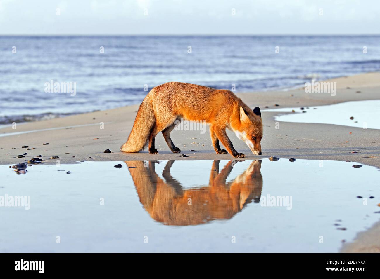 Red fox (Vulpes vulpes) foraging on sandy beach along the coast Stock ...