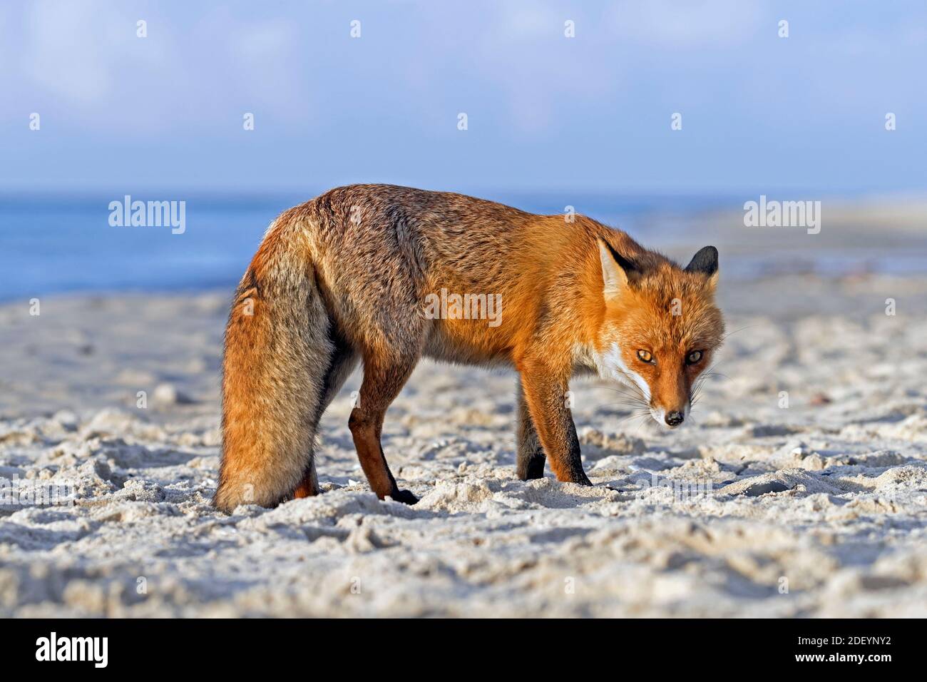 Fox on beach hi-res stock photography and images - Alamy