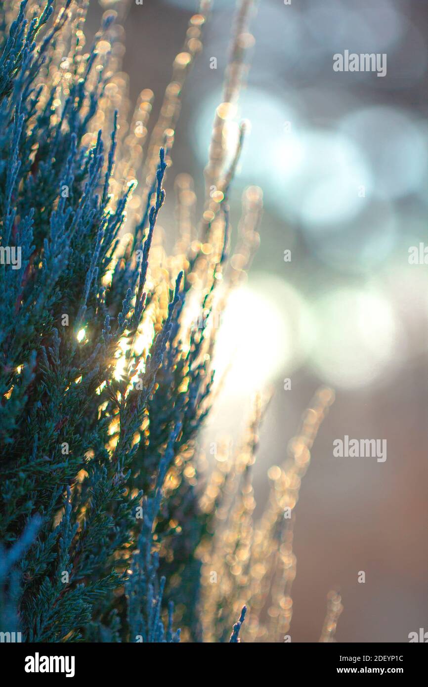Tuya tree hi-res stock photography and images - Alamy