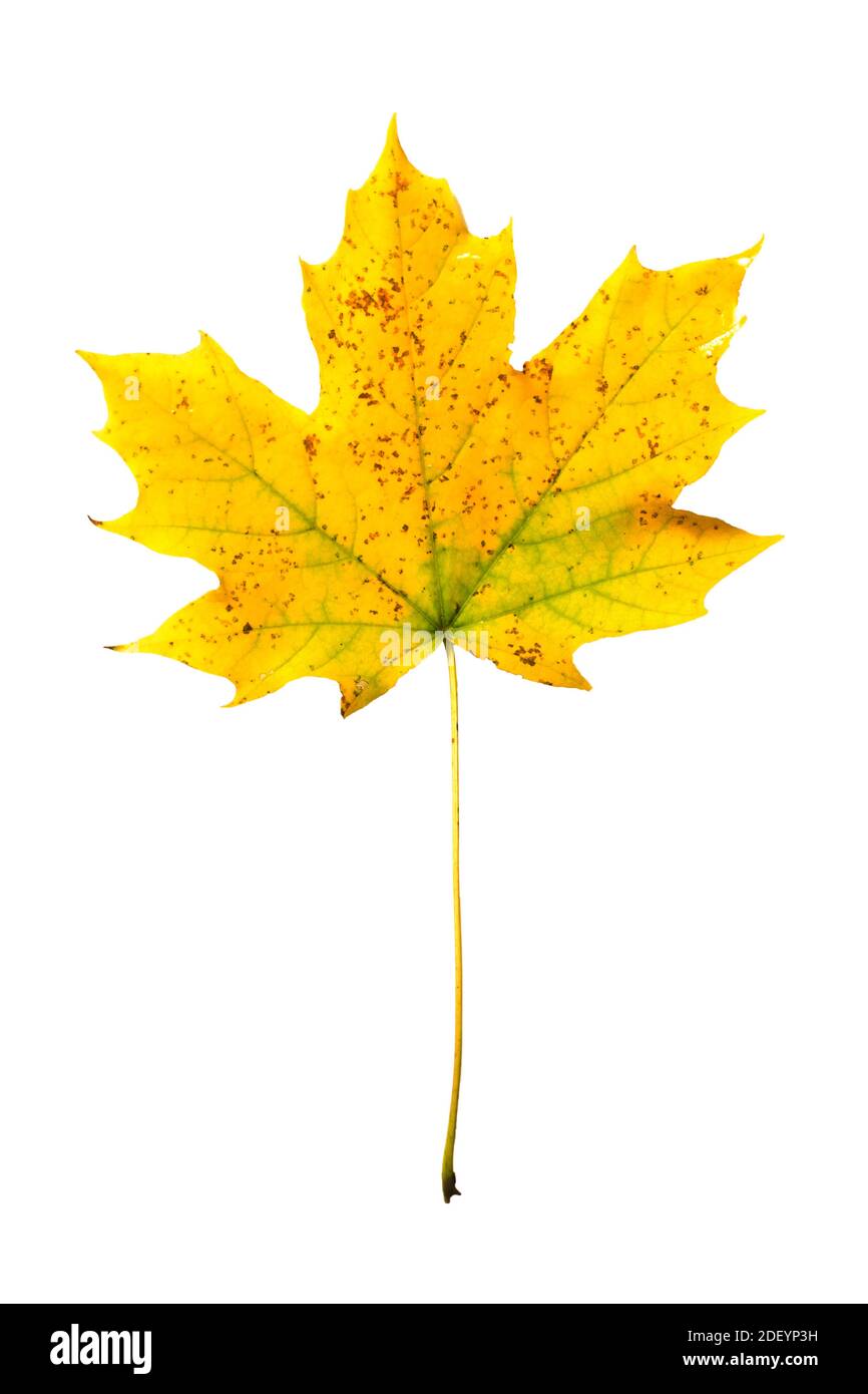 autumn maple leaf isolated on white background Stock Photo - Alamy