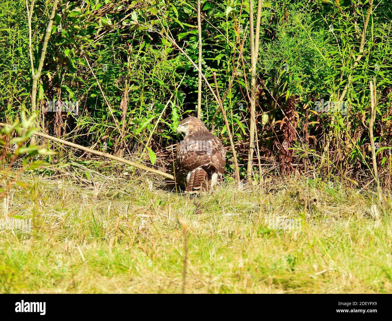 Hawk red beak hi-res stock photography and images - Alamy