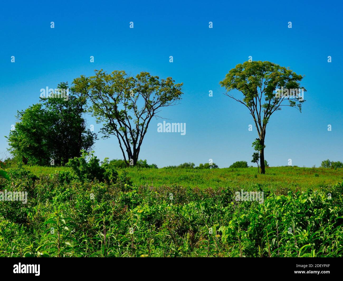 Two Large Trees on a Prairie, a Red-Tailed Hawk Bird of Prey Perched on ...