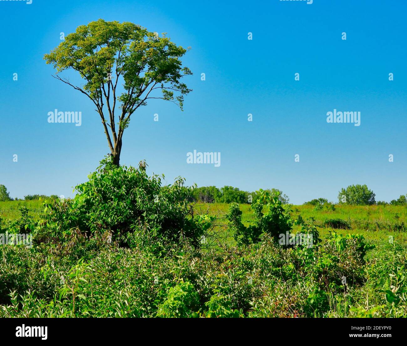 A Lone Tree in the Midst of a Prairie Meadow on a Beautiful Summer Day ...