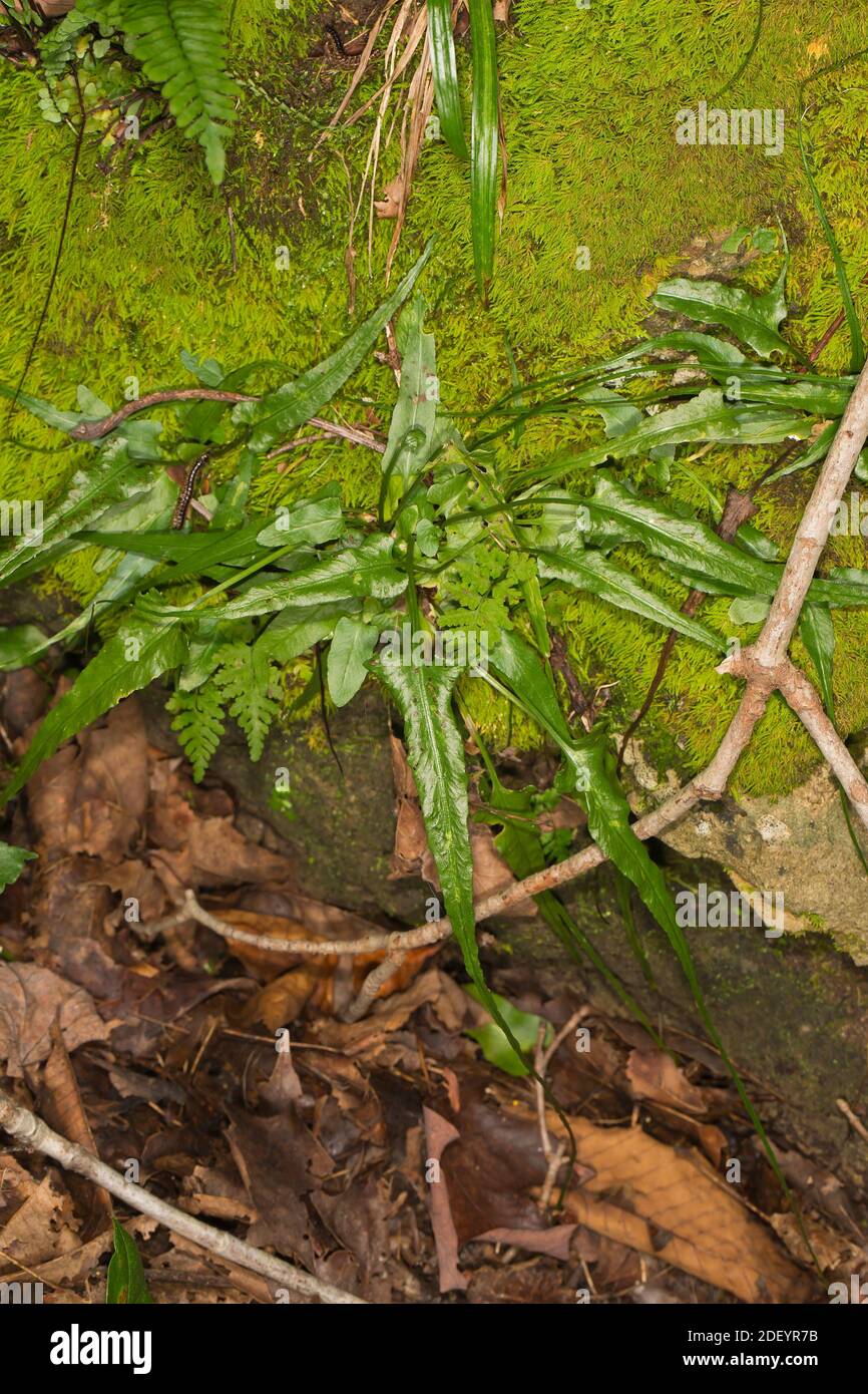 Walking Fern High Resolution Stock Photography and Images - Alamy