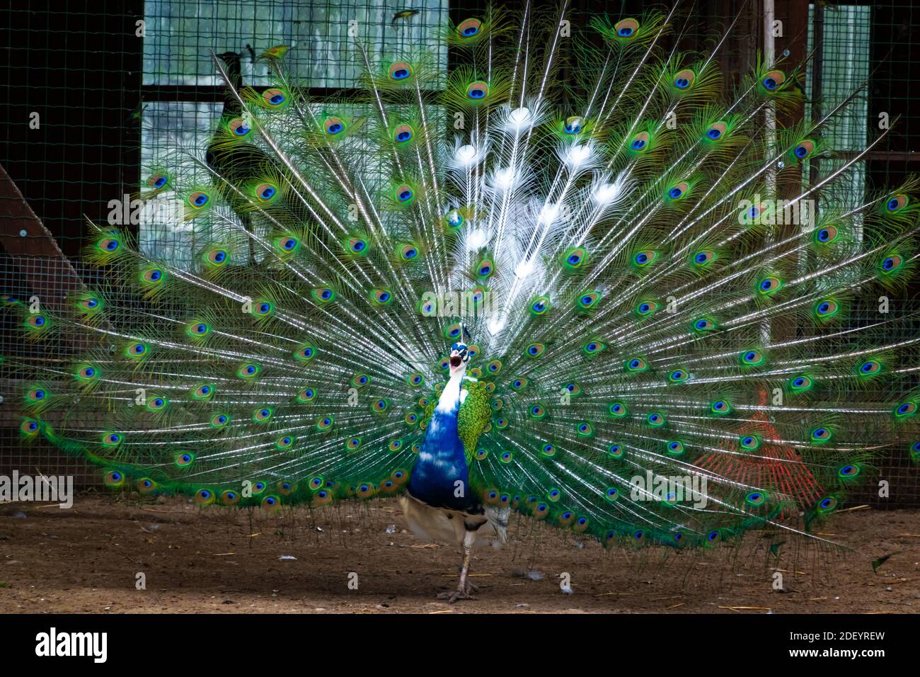 Close up of colorful peacock tail feathers. Majestic pheasant mating ...