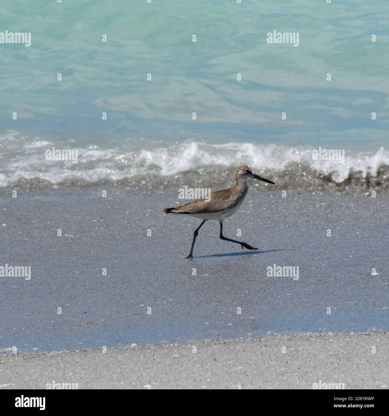 Shore bird hunting along beach Stock Photo - Alamy