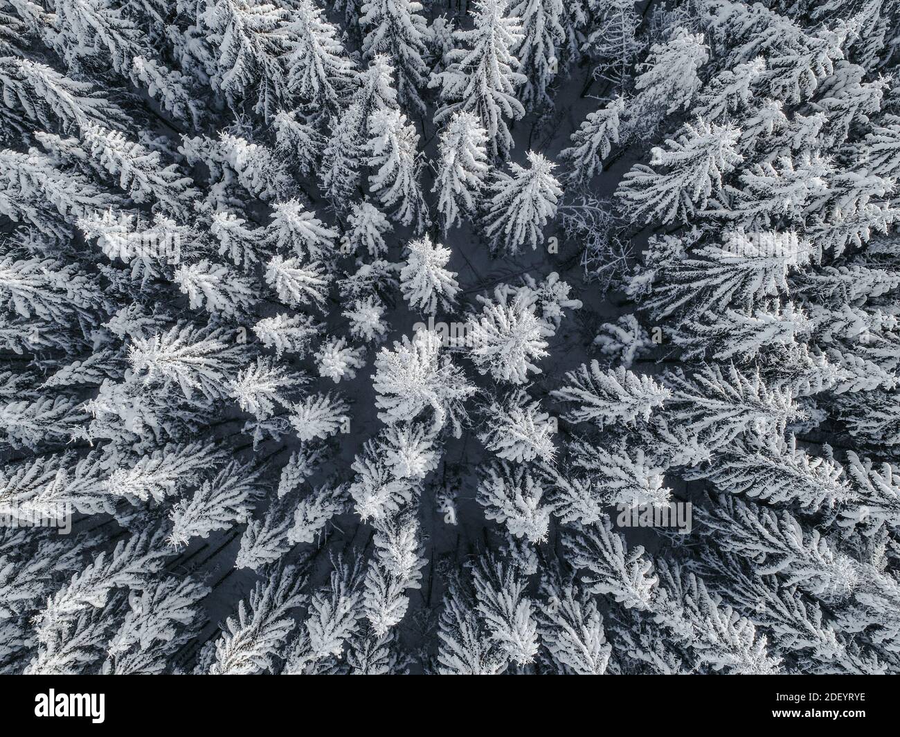 An aerial view of a beautiful winter landscape with fir trees covered ...