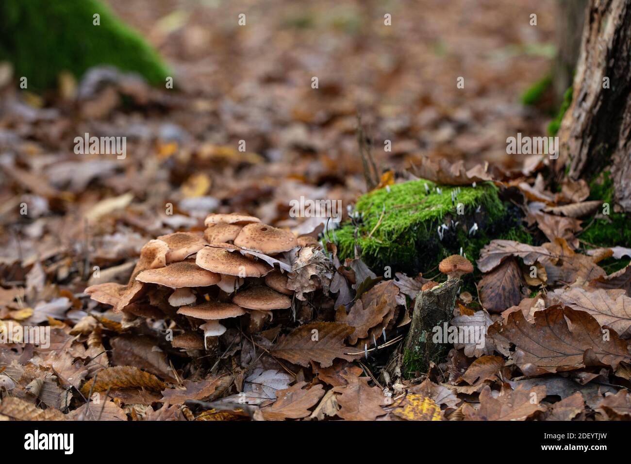 mushroom in forest , mushrooms macro in forest , mushroom on the forest ...