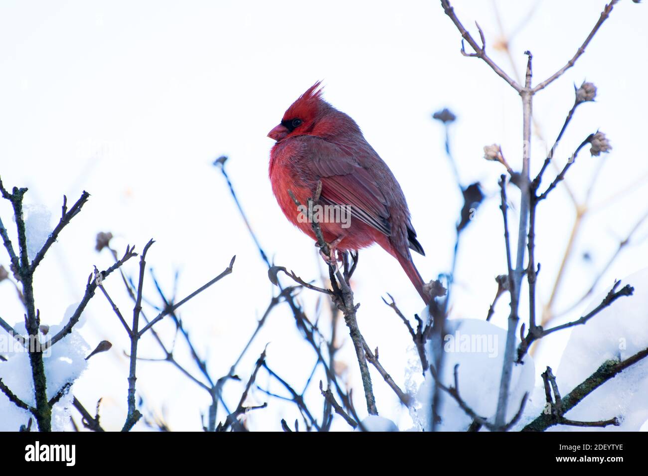 American cardinal hi-res stock photography and images - Alamy