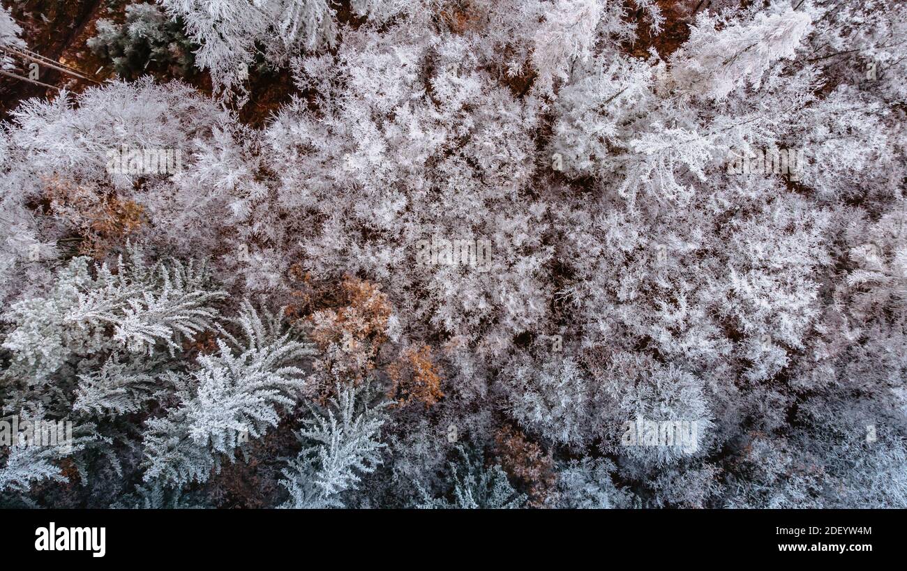 Winter forest landscape view from above.Frosty forest aerial drone view ...