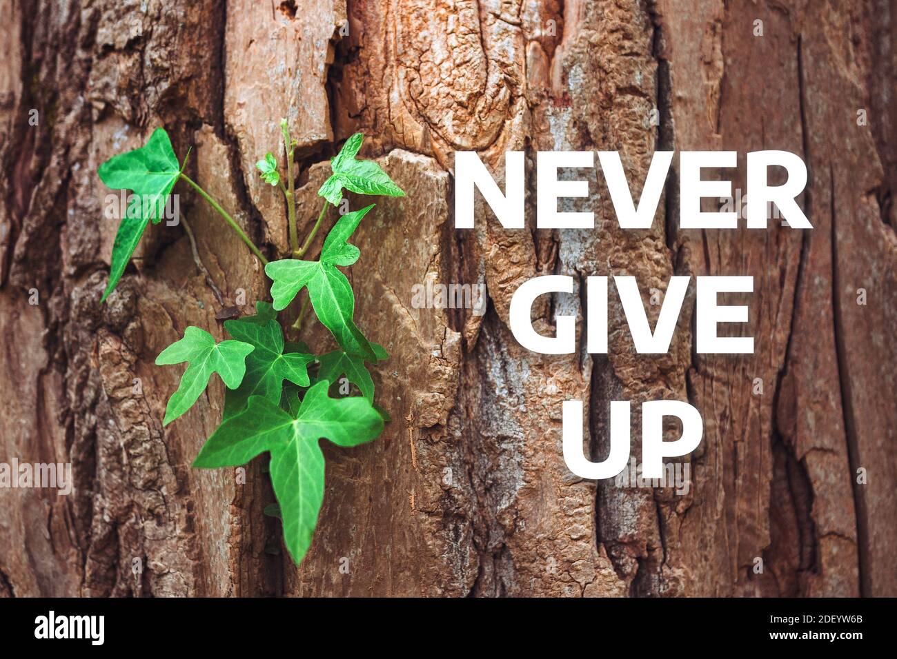 Inspirational and motivational quote. Never give up. Background with ...