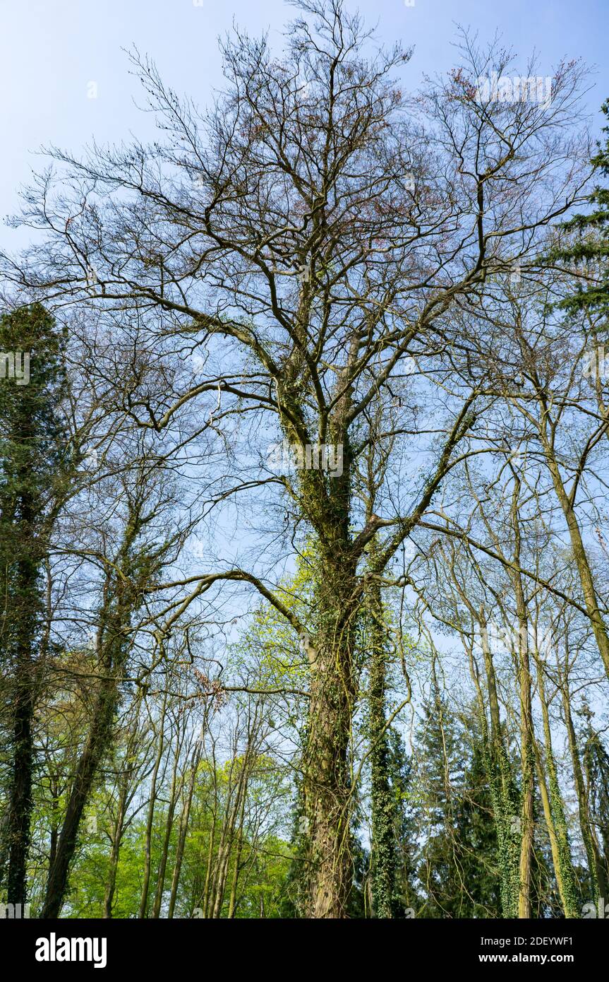 Leaf clinging to tree branches hi-res stock photography and images - Alamy