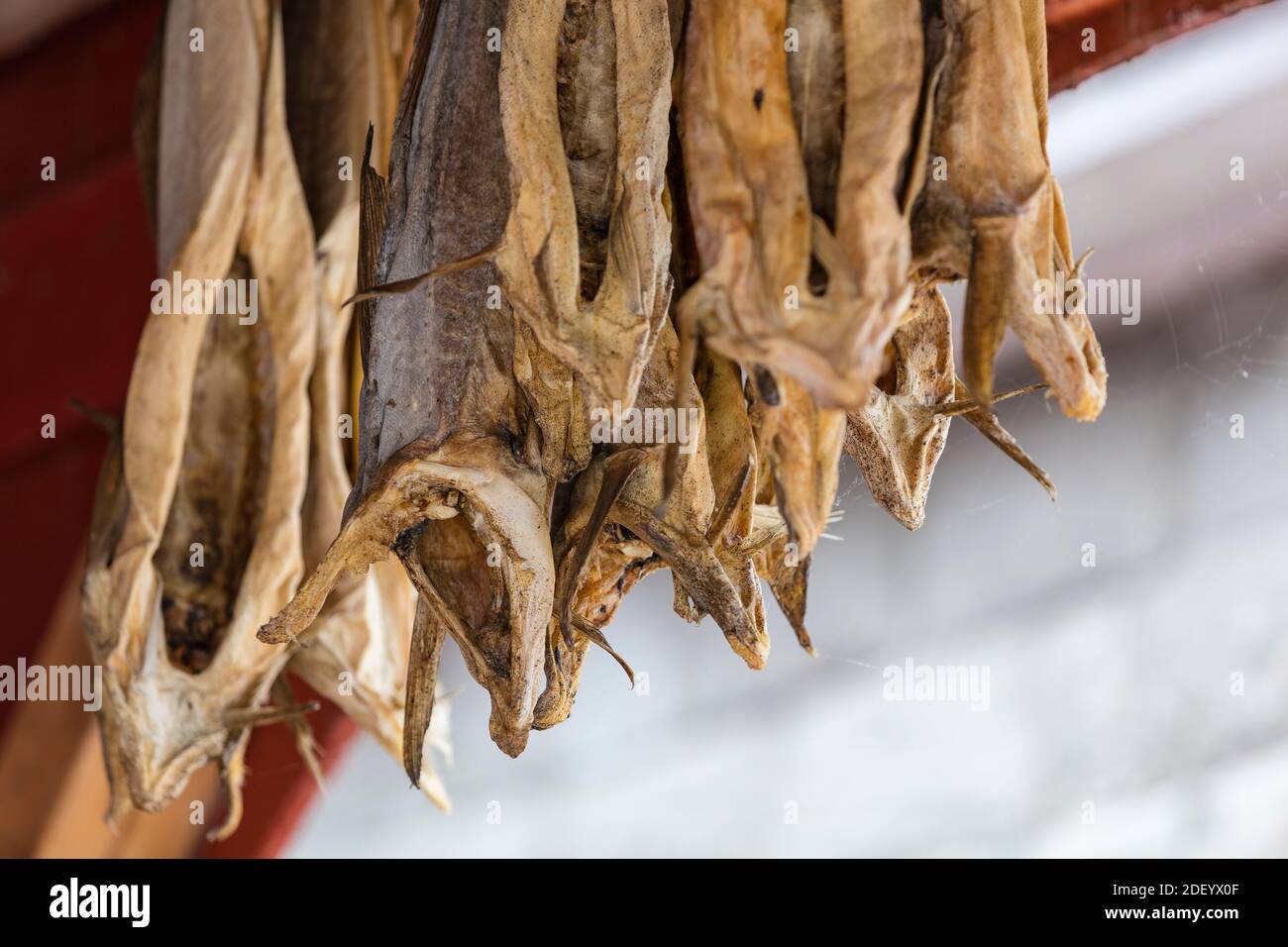 Stockfish hanging to dry from the ceiling Stock Photo - Alamy