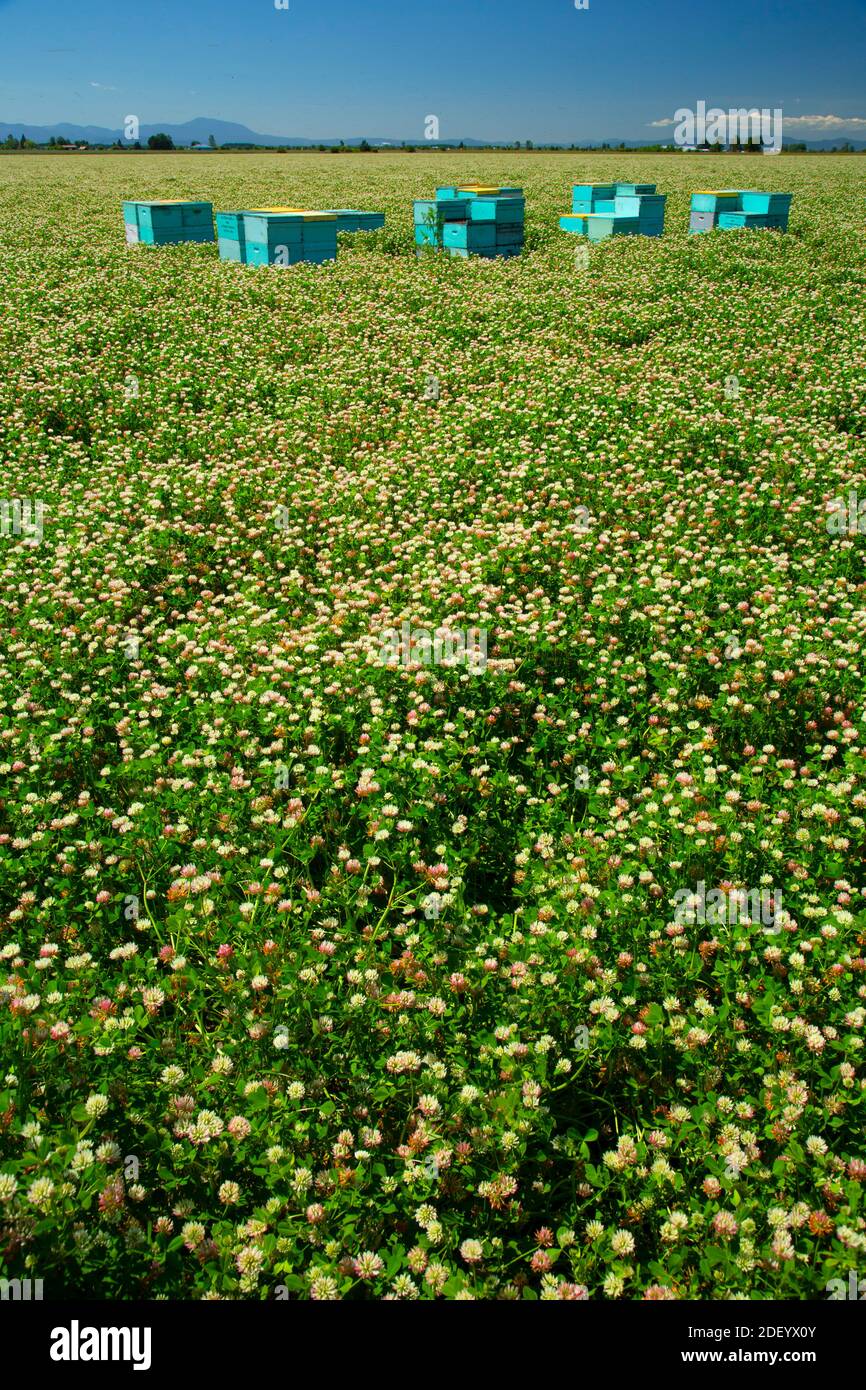 Bee hives in farm field hi-res stock photography and images - Alamy