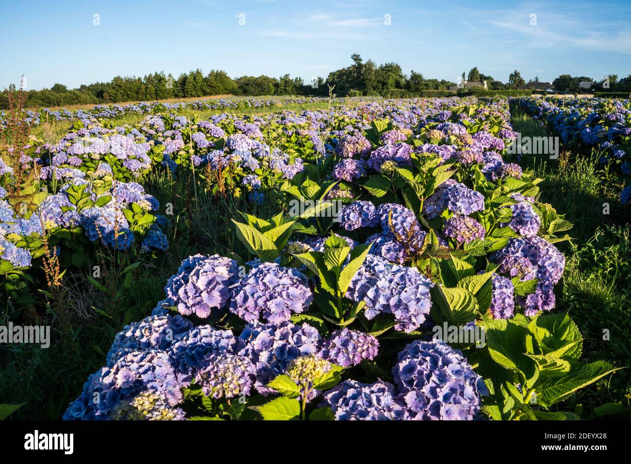Blooming Field of Blue and Purple Hydrangeas in Brittany, France Stock ...