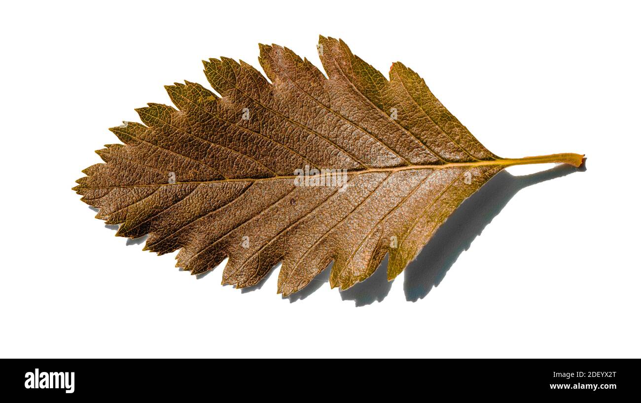 yellow mulberry leaf isolated on white background Stock Photo - Alamy