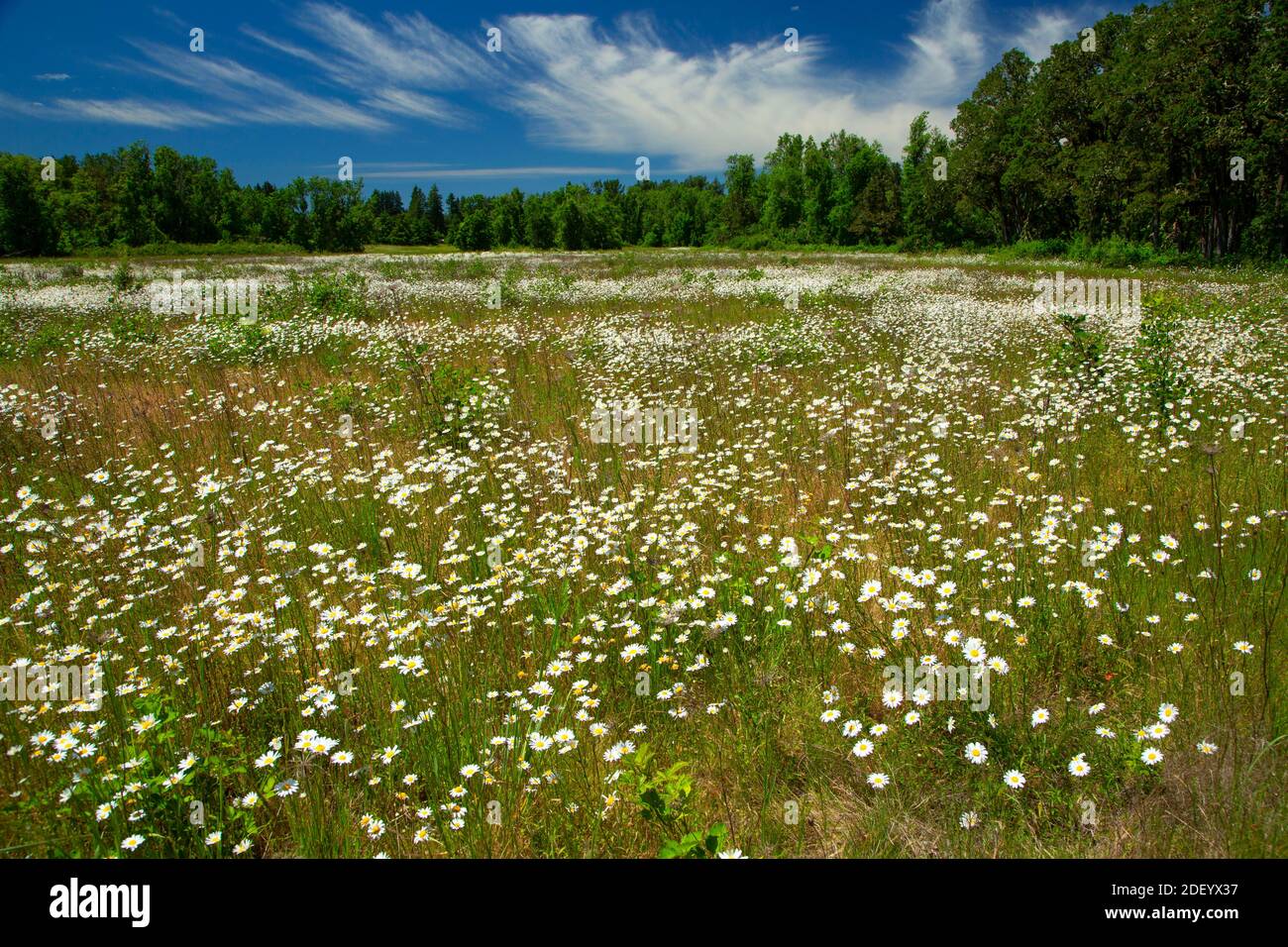 Daisy field, Elijah Bristow State Park, Oregon Stock Photo - Alamy
