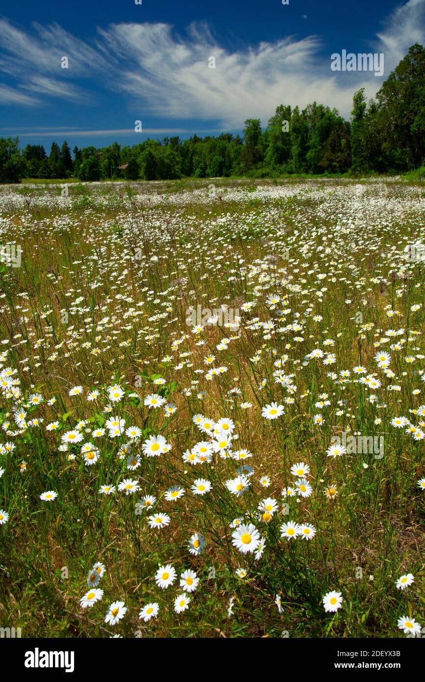 Daisy field, Elijah Bristow State Park, Oregon Stock Photo - Alamy