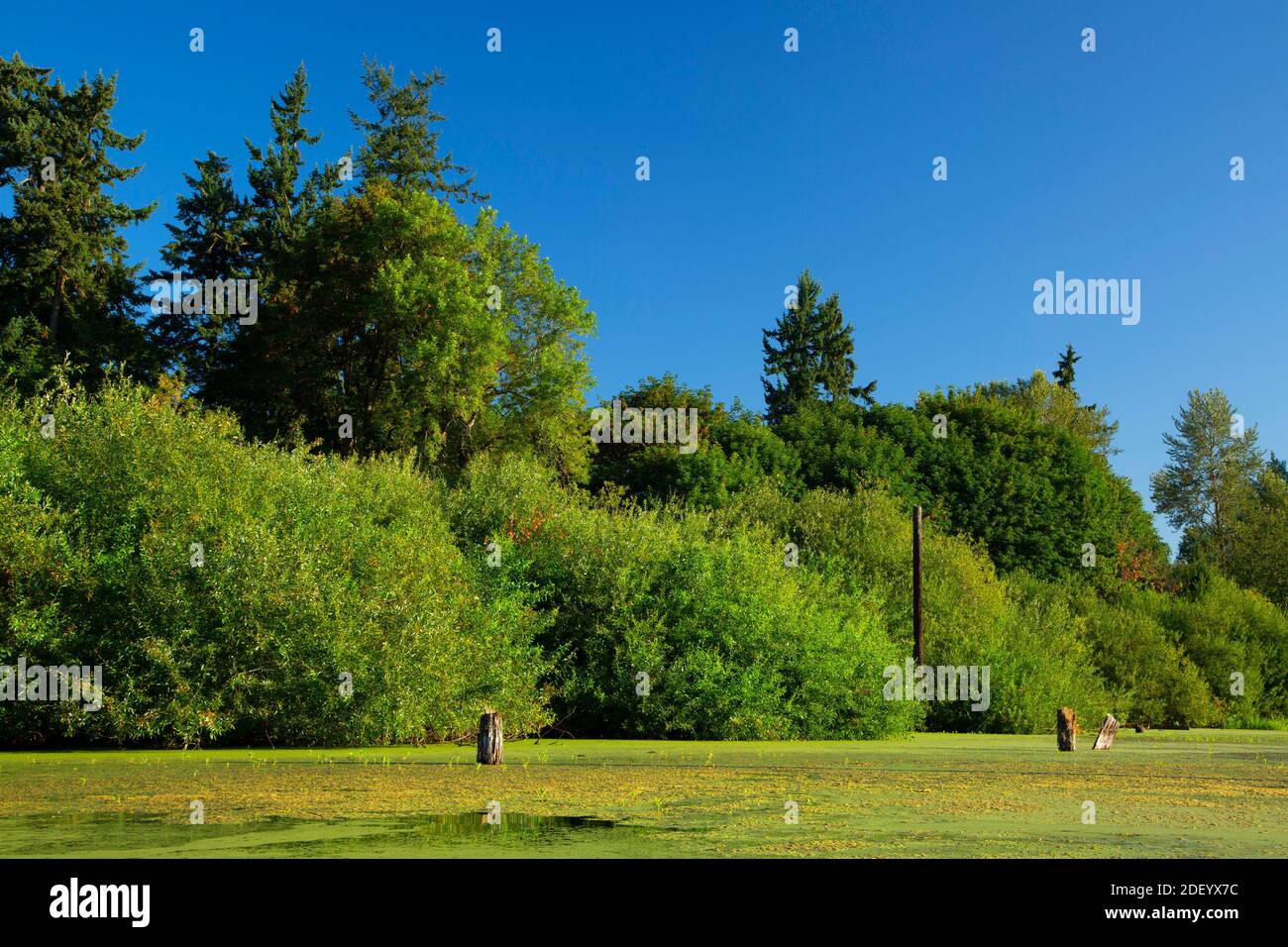 First Lake, Simpson Park, Albany, Oregon Stock Photo - Alamy