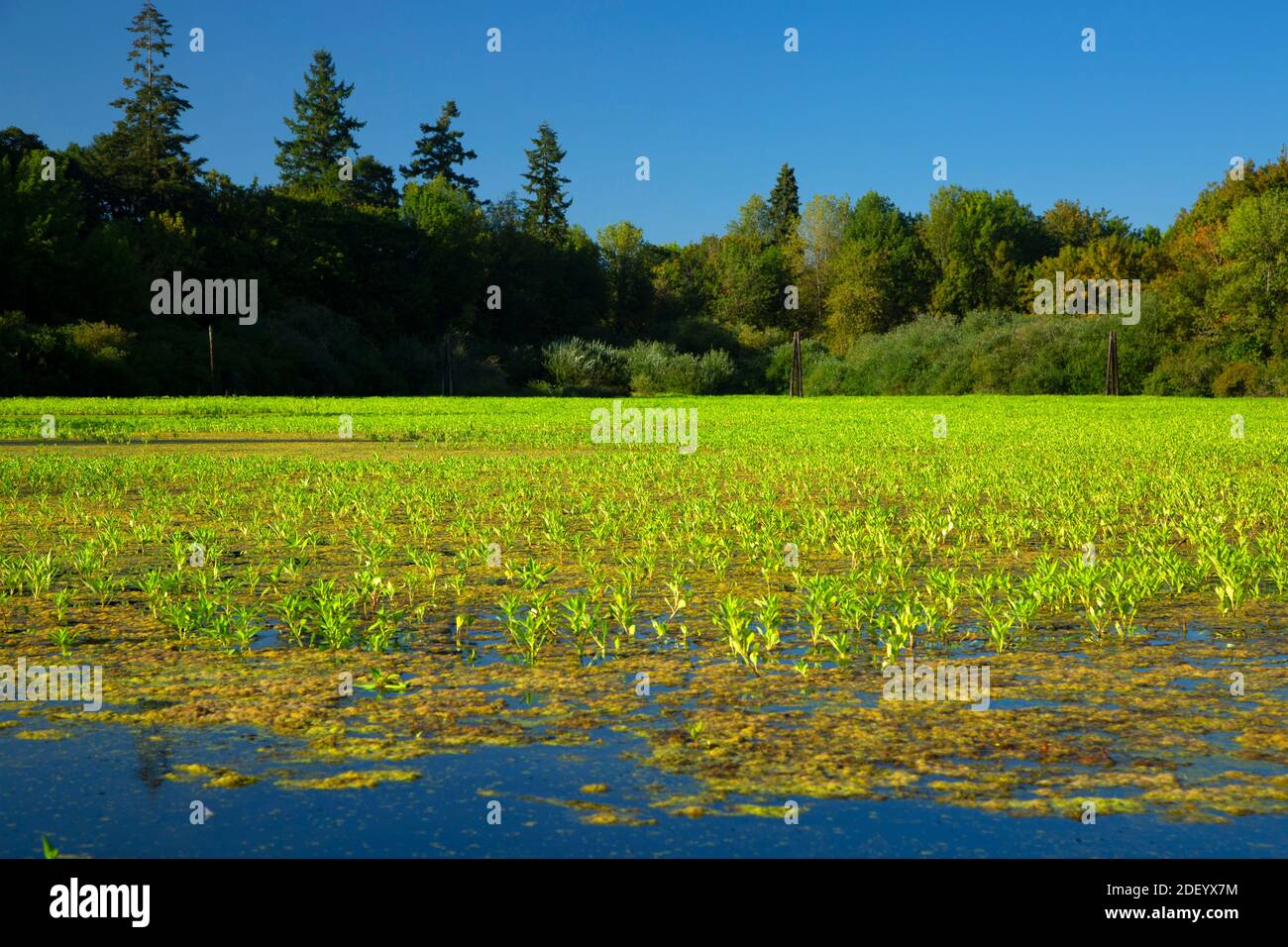 Second Lake, Simpson Park, Albany, Oregon Stock Photo - Alamy