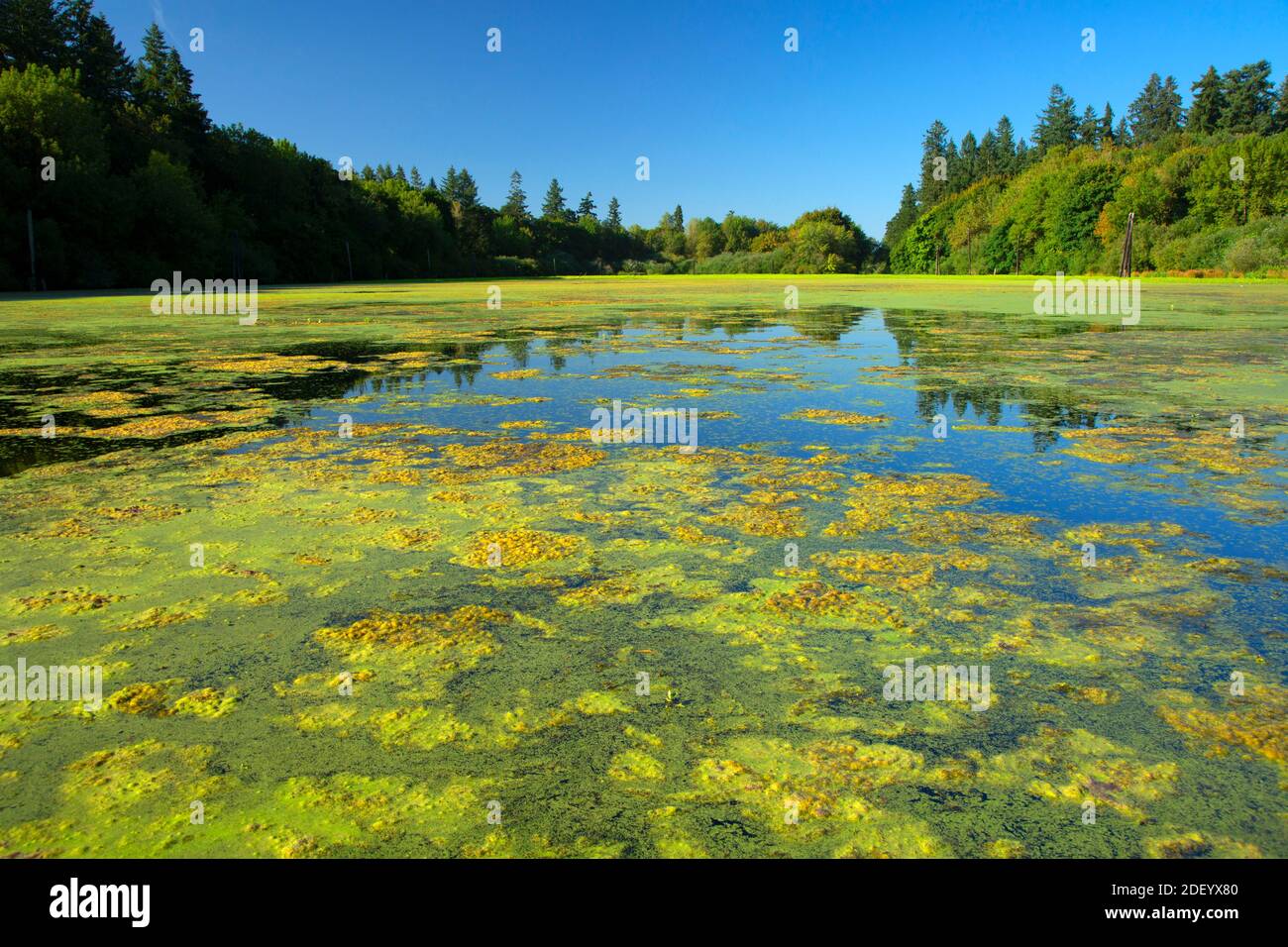 Second Lake, Simpson Park, Albany, Oregon Stock Photo - Alamy