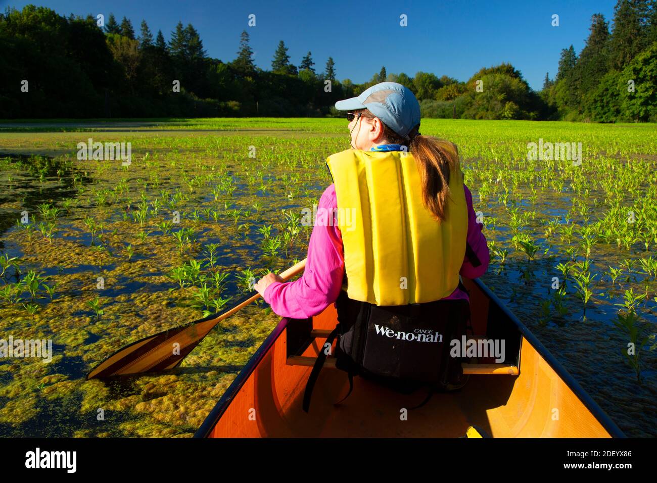 Canoeing on willamette river hi-res stock photography and images - Alamy