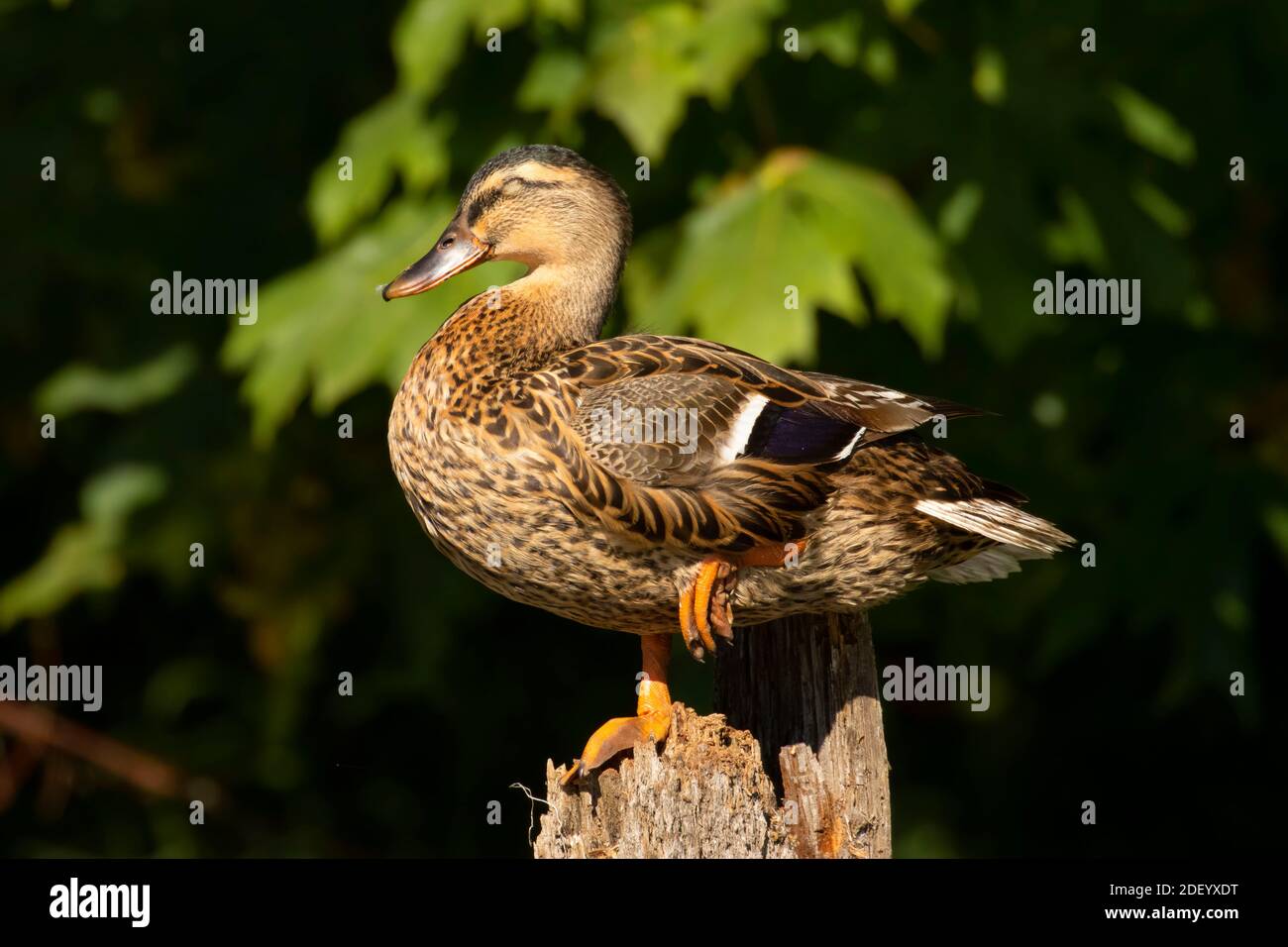 Mallard duck, Simpson Park, Albany, Oregon Stock Photo - Alamy