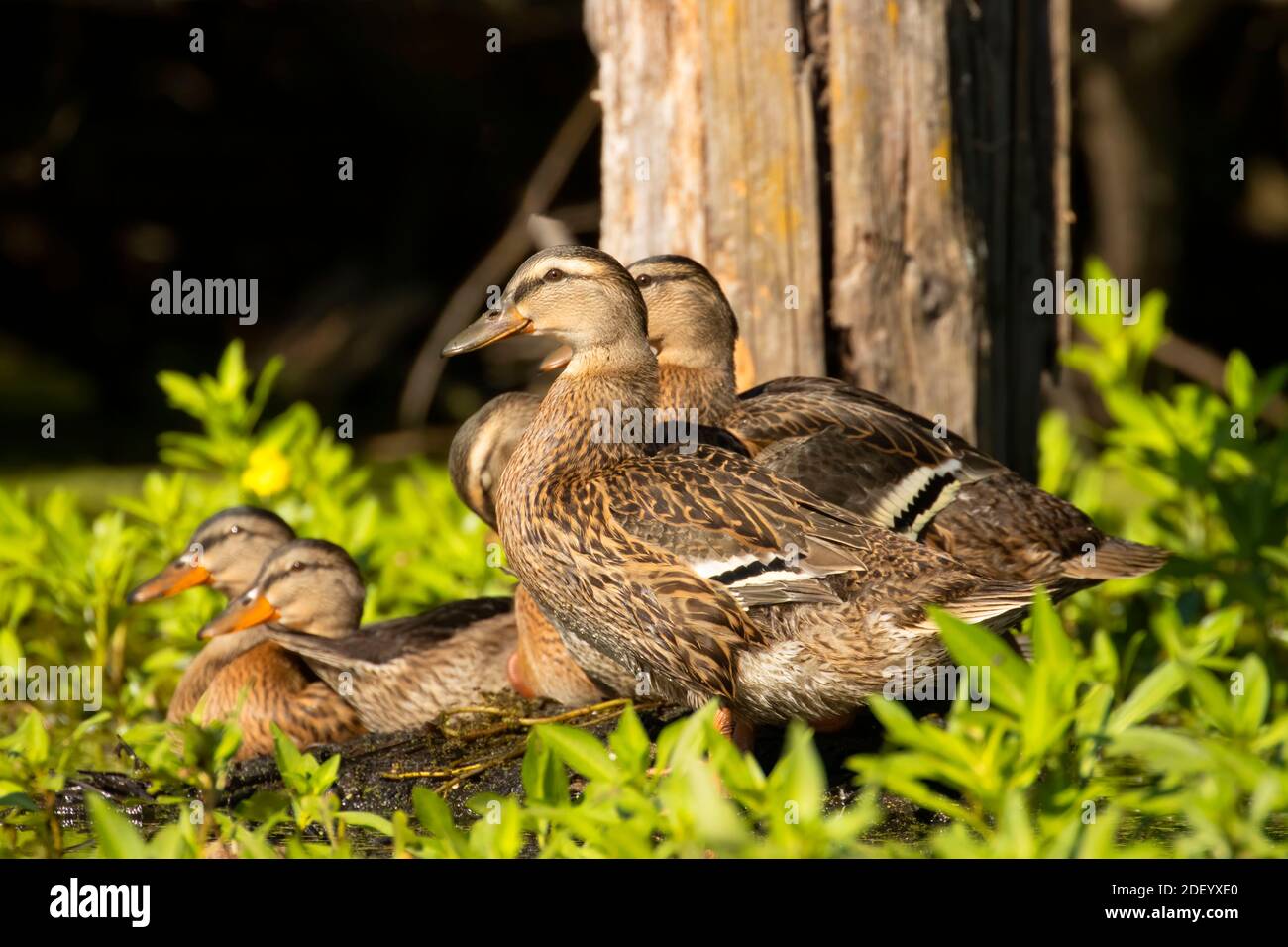 Mallard duck, Simpson Park, Albany, Oregon Stock Photo - Alamy