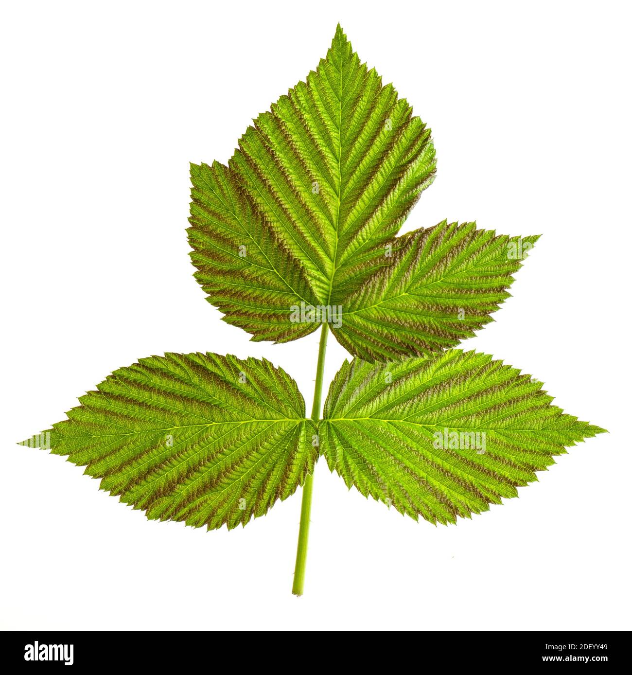 Triple green raspberry leaf isolated on a white background Stock Photo ...