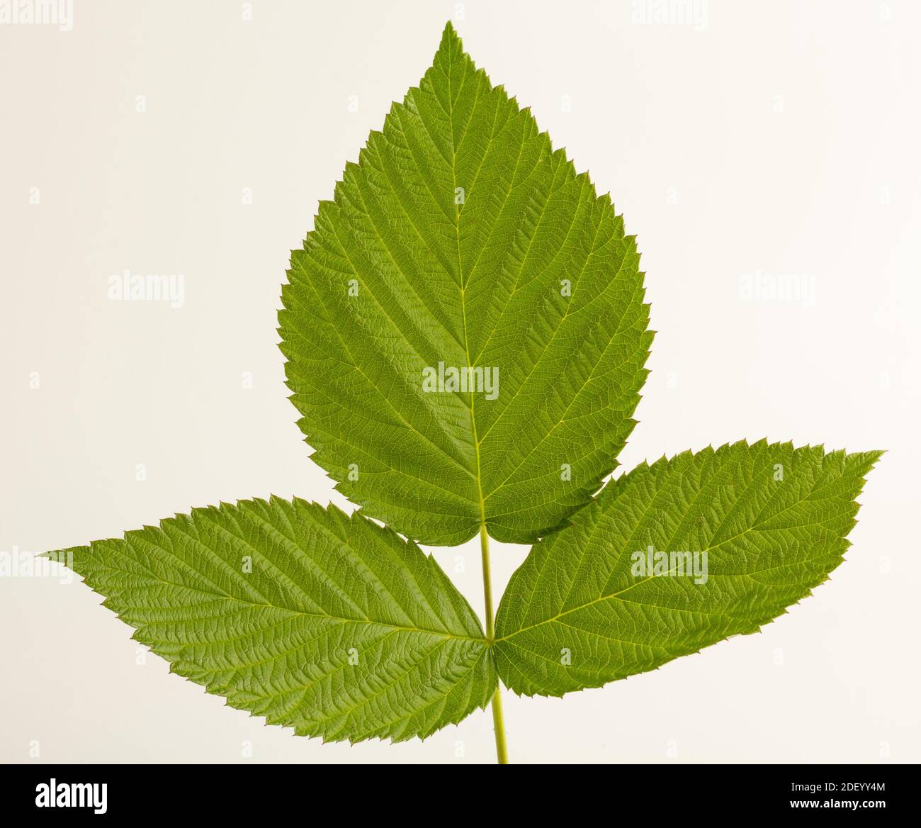 Triple green raspberry leaf isolated on a white background Stock Photo ...