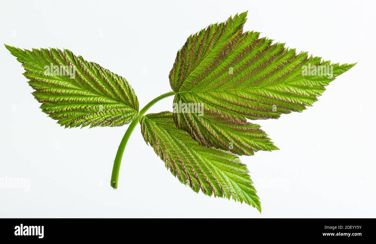 Triple green raspberry leaf isolated on a white background Stock Photo ...