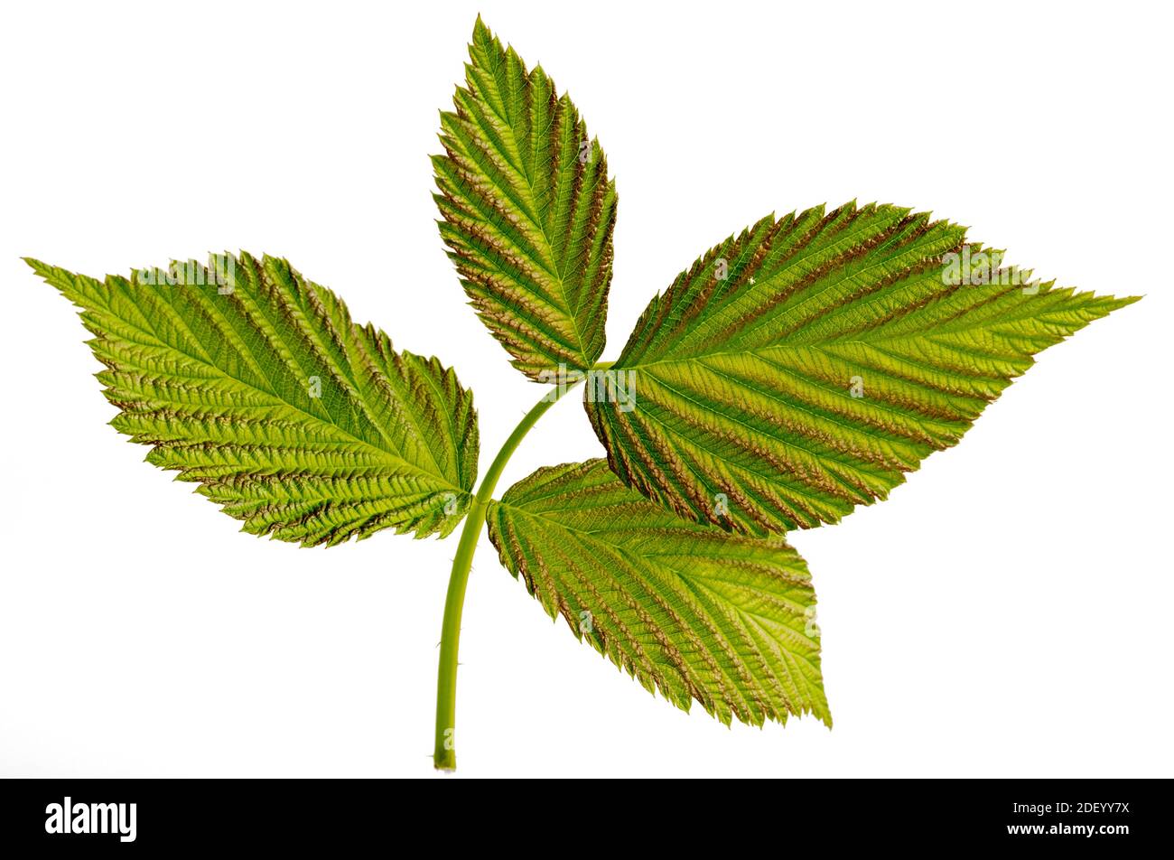 Triple green raspberry leaf isolated on a white background Stock Photo ...