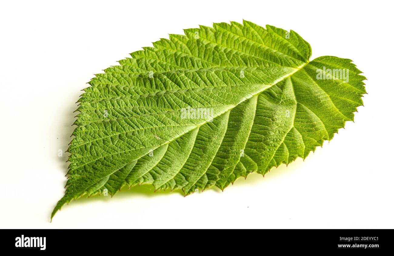 Green raspberry leaf on a white background Stock Photo - Alamy