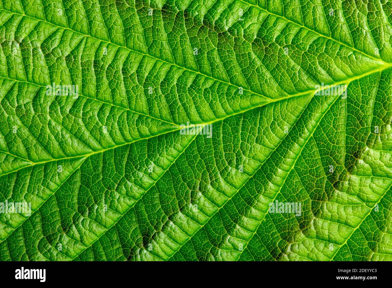 Green texture of young raspberry leaves close up Stock Photo - Alamy