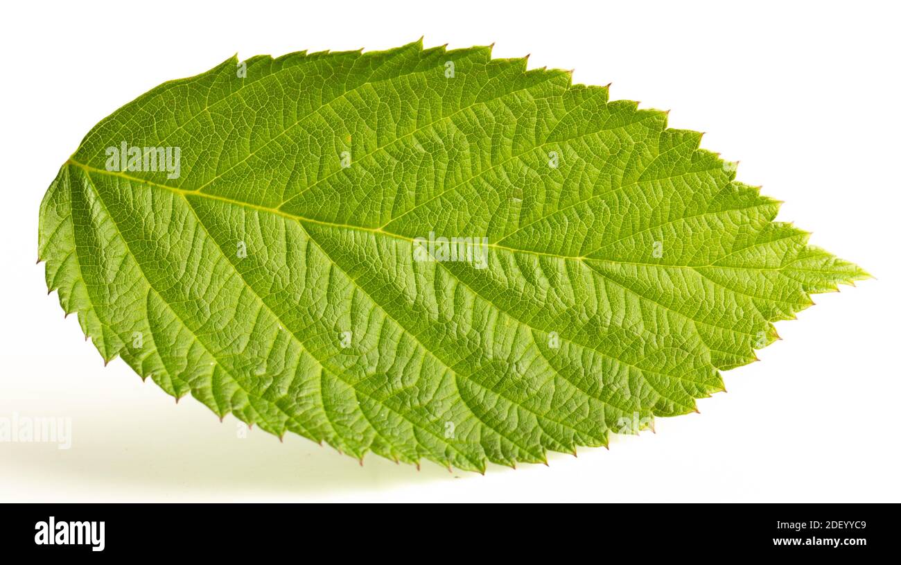Green raspberry leaf on a white background Stock Photo - Alamy