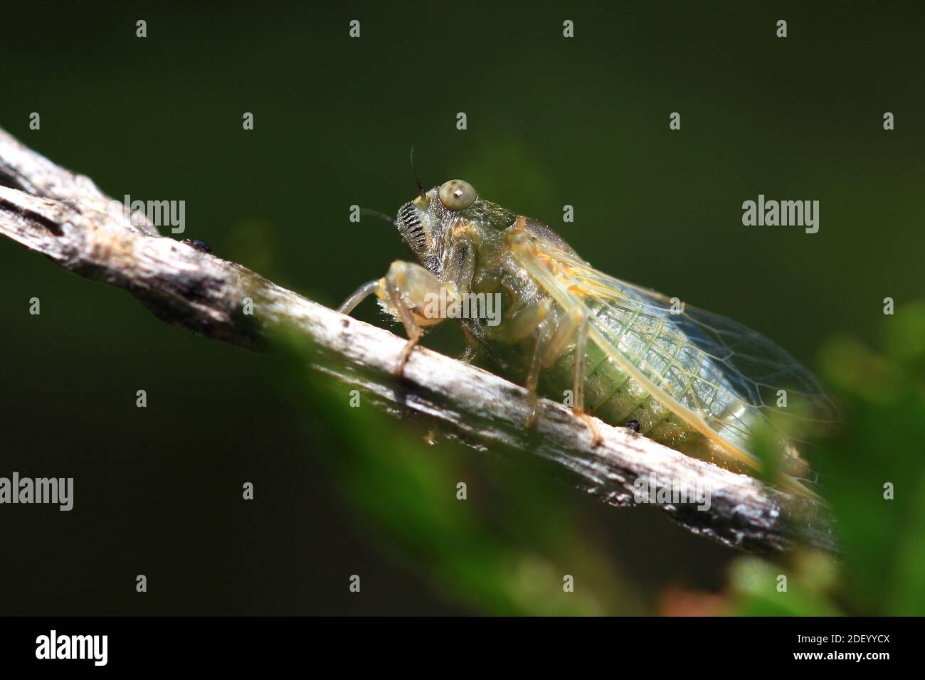 A newly moulted cicada stares at the photographer (south of France ...