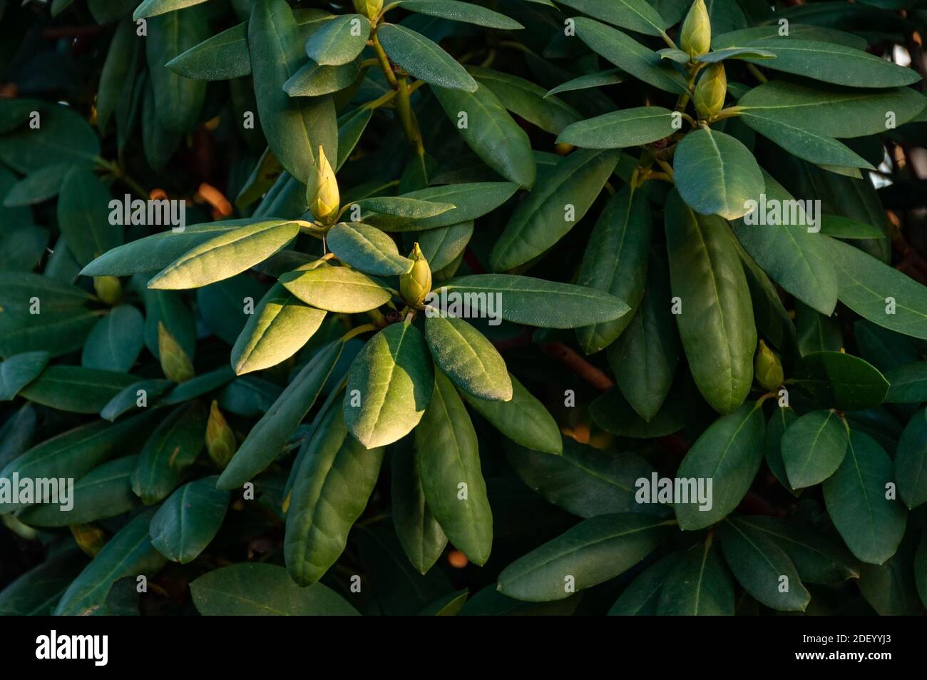 Group of figs hi-res stock photography and images - Alamy