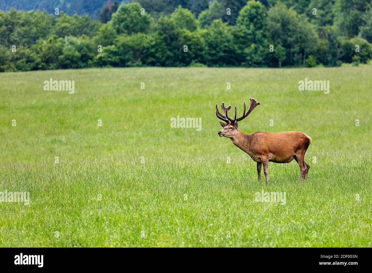 Bavarian alpha male deer posing outside the forest Stock Photo - Alamy