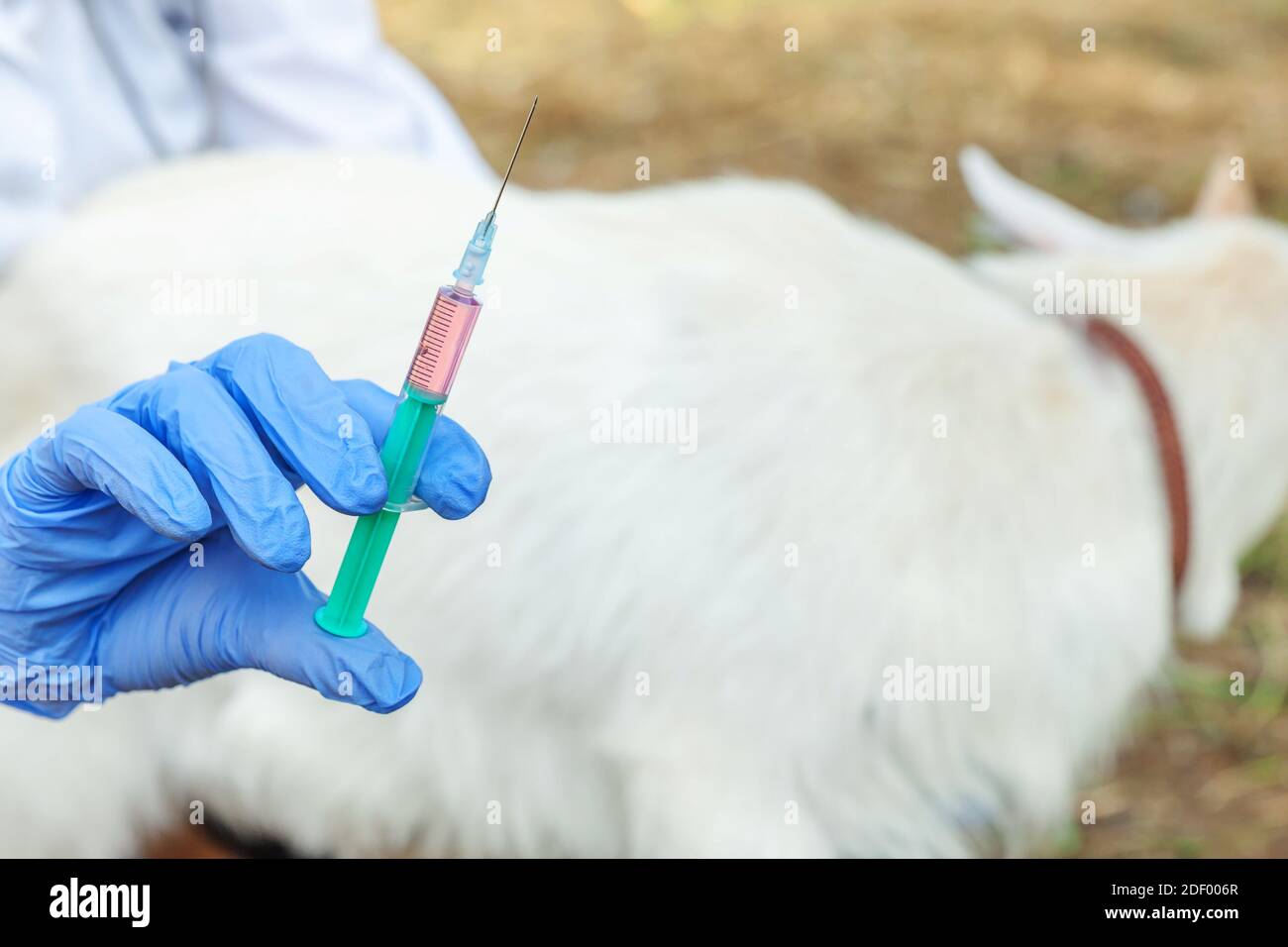 Young veterinarian woman with syringe holding and injecting goat kid on ...