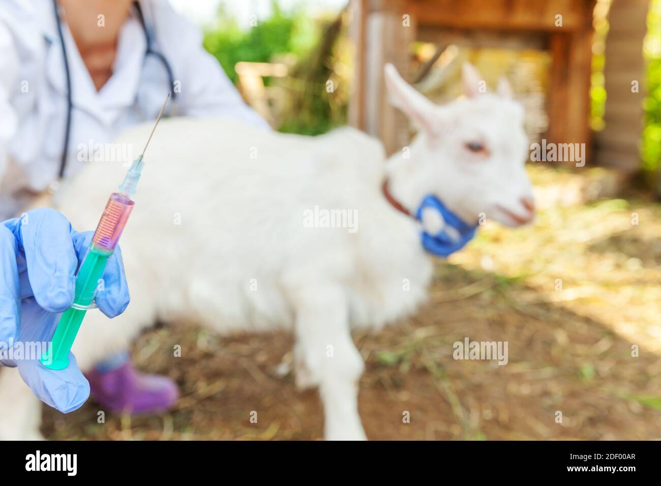Young veterinarian woman with syringe holding and injecting goat kid on ...