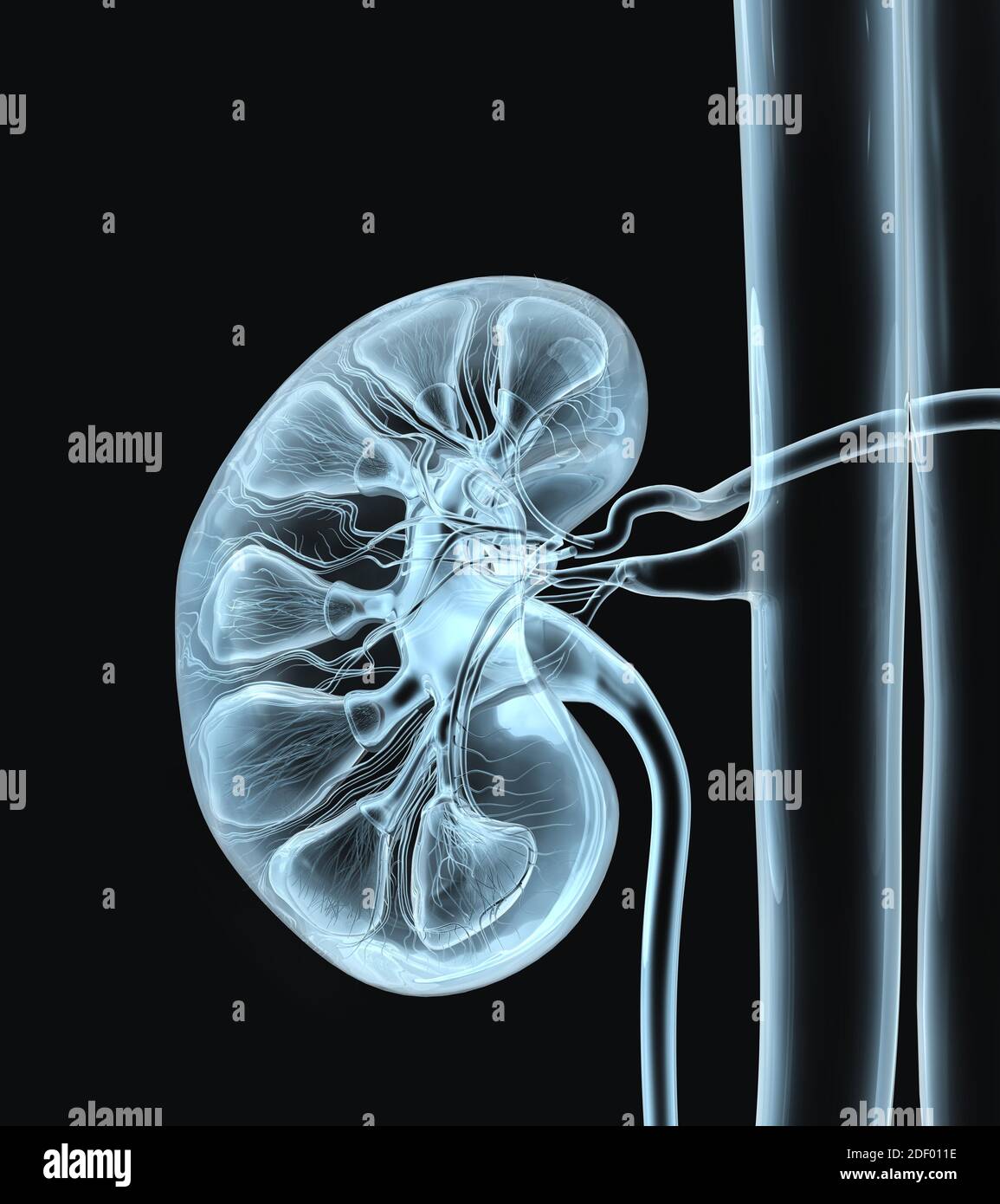 Medically 3D illustration showing healthy human kidney, x-ray style ...