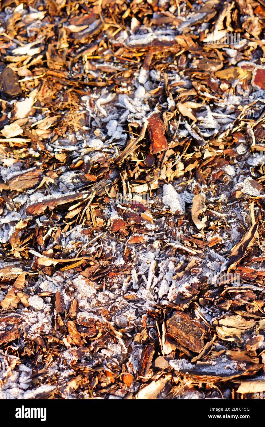 A top view closeup of leaves and icy tree bark strips on the ground ...