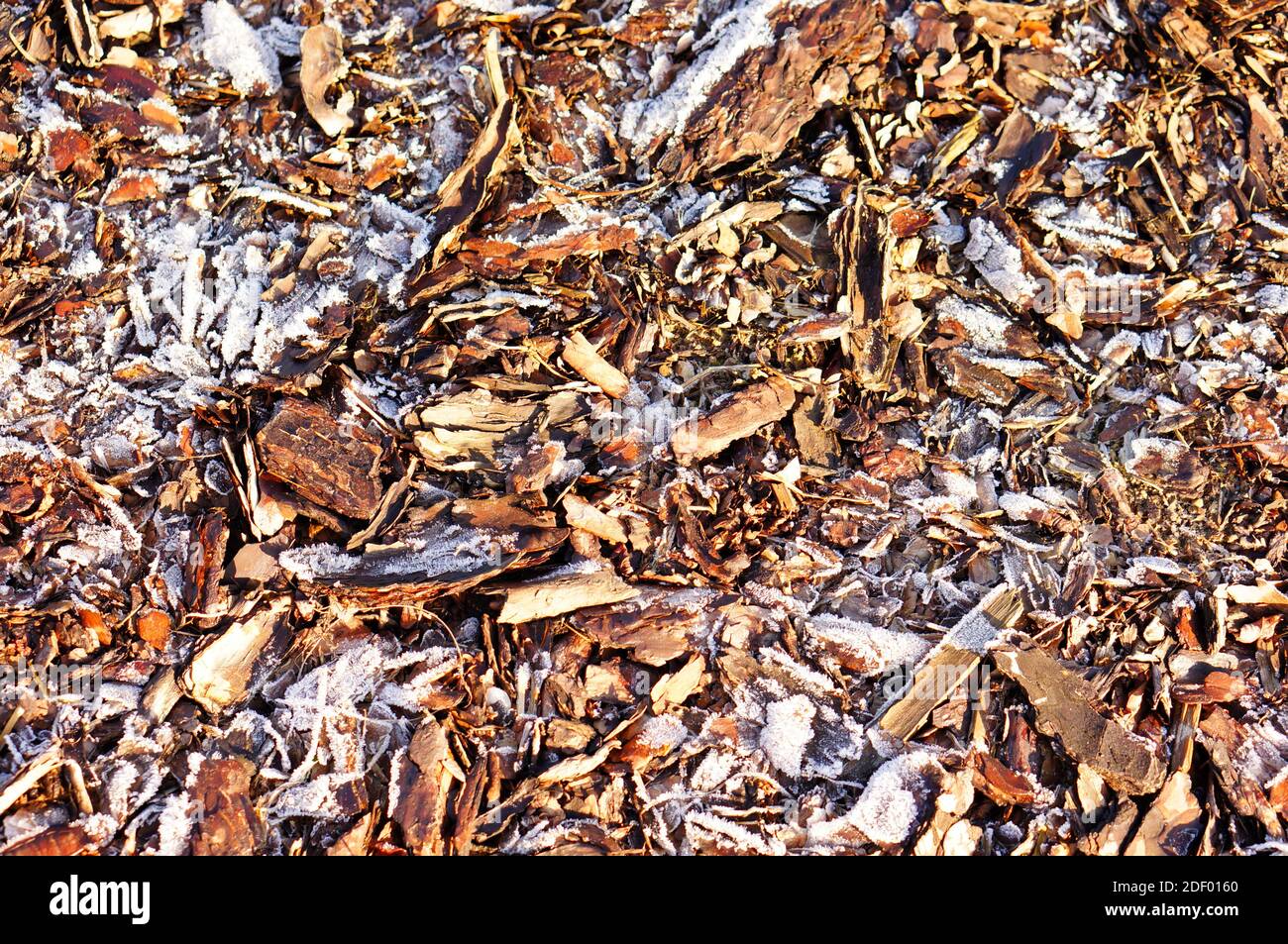 A top view closeup of leaves and icy tree bark strips on the ground ...