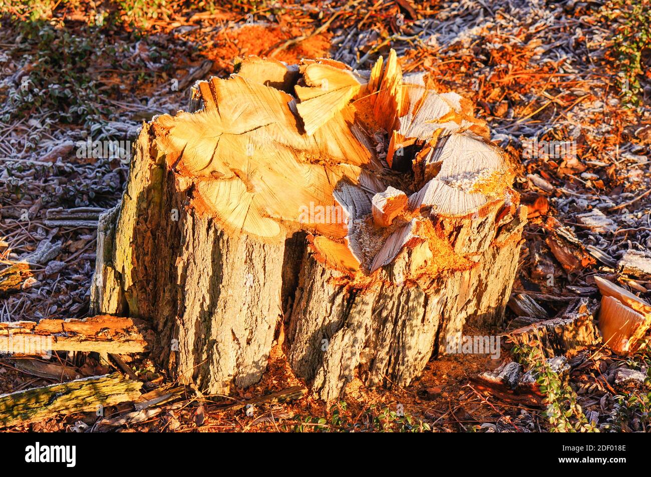 A closeup of a cut tree trunk in the middle of the forest with colorful ...