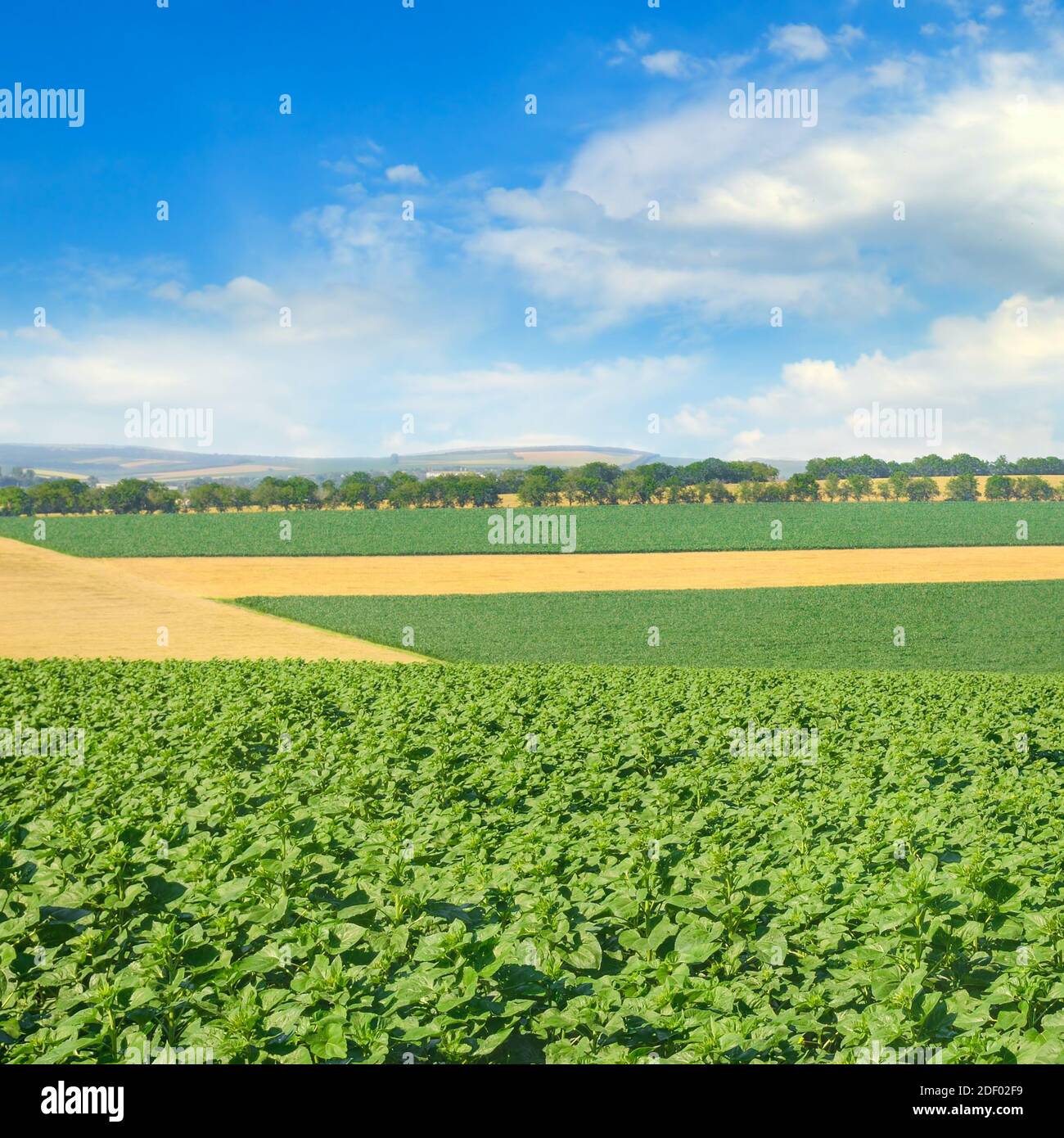 Light Green Fields Landscape