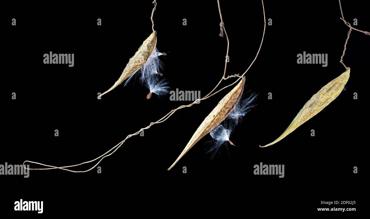 Seed pods of honeyvine (Cynanchum laeve), with seeds breaking free ...
