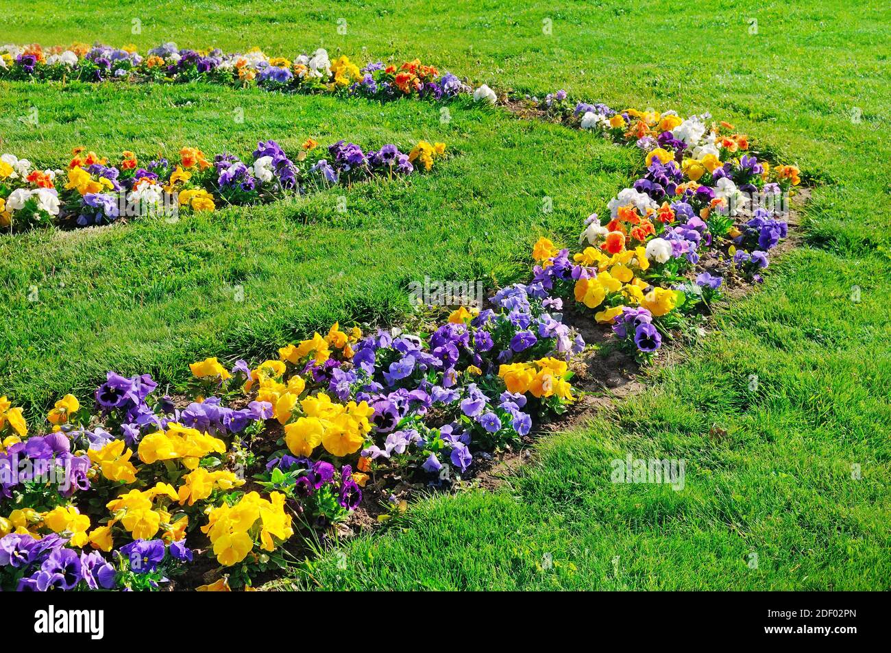 Summer flower bed and green lawn. Beautiful floral pattern of multi ...